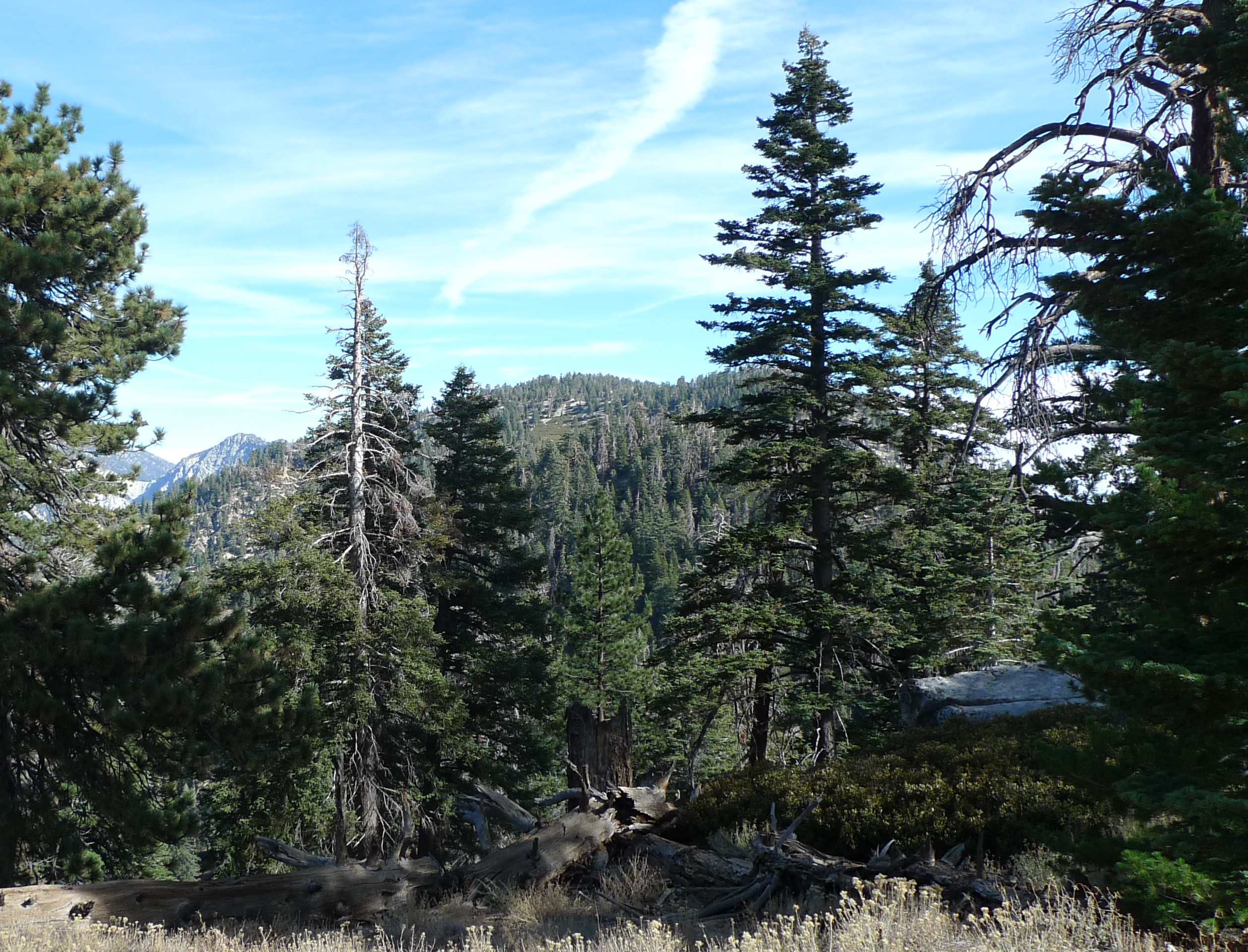 Wilshire Peak | Yucaipa Ridge Area | San Bernardino Mountains